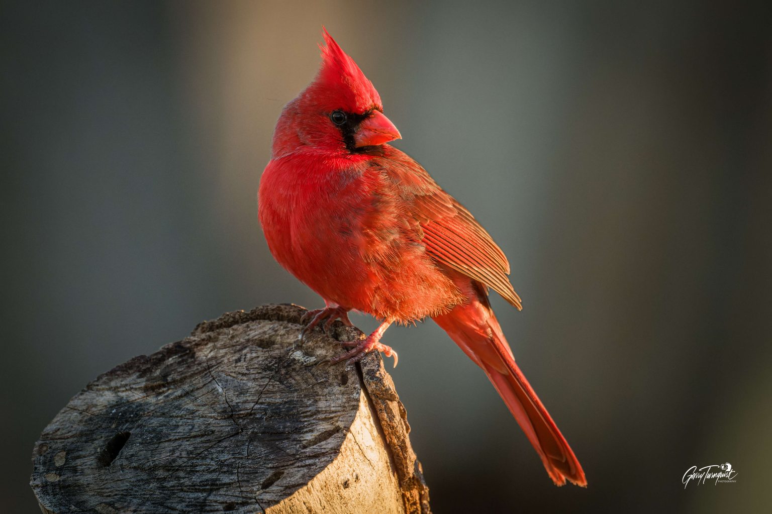 Cardinal Frame For Sale - Garry Turnquist Photography